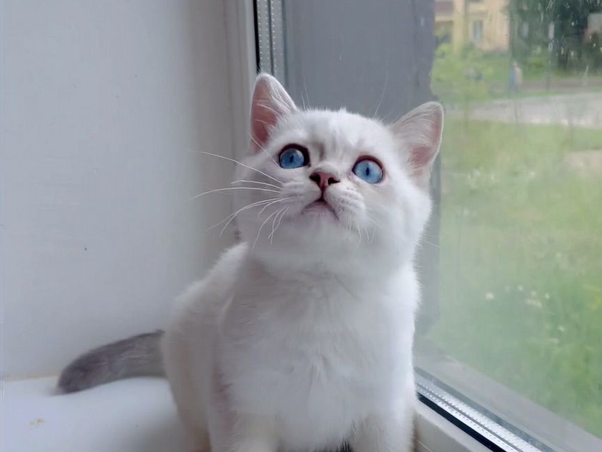 Британские котята короткошерстные