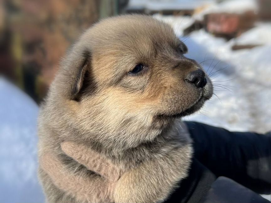 Собачий крох в добрые руки
