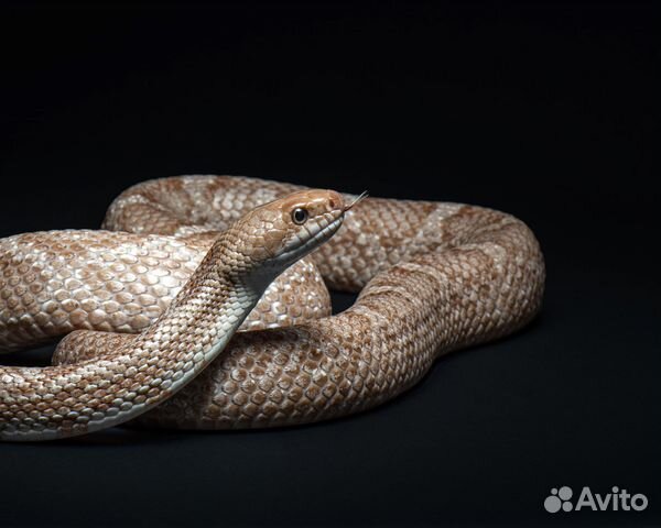 Техасский крысиный полоз (Elaphe obsolete)