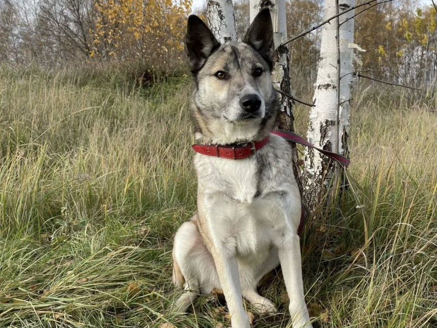 Красавица ищет дом