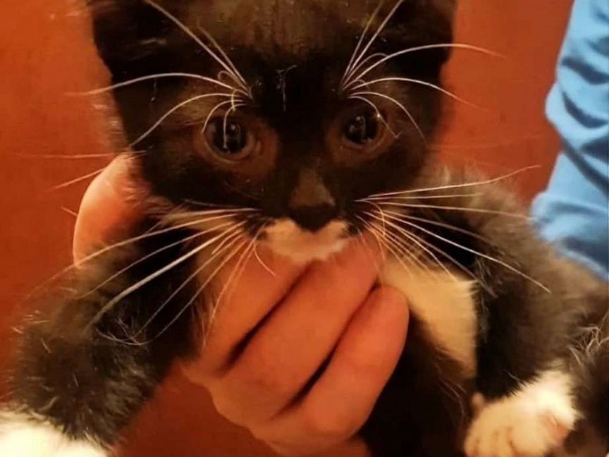 Котенок - домовенок