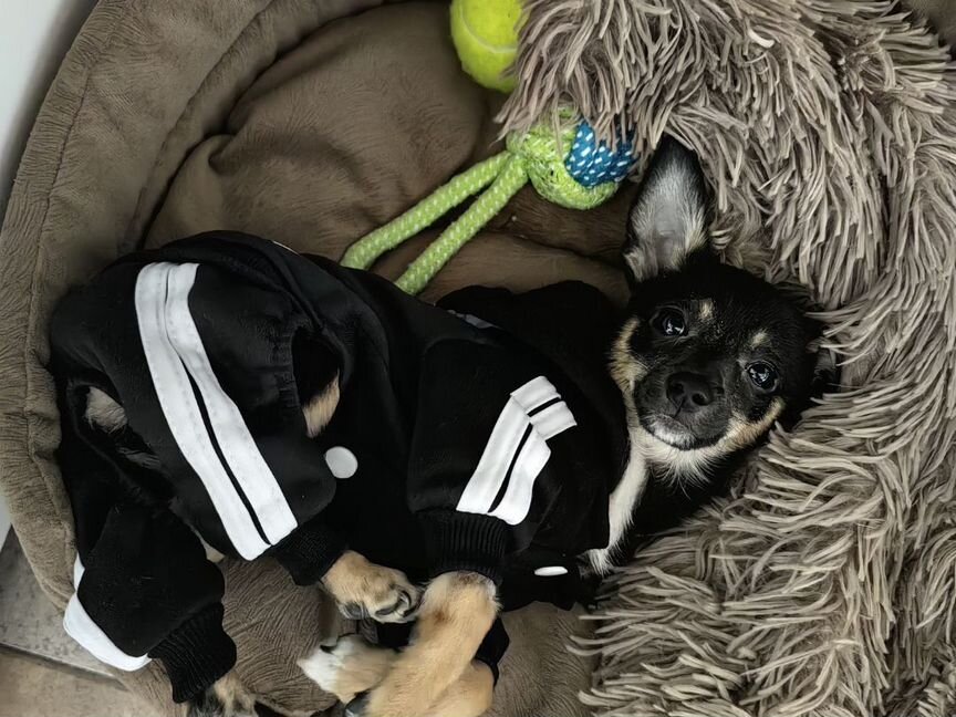 Мини той-терьер