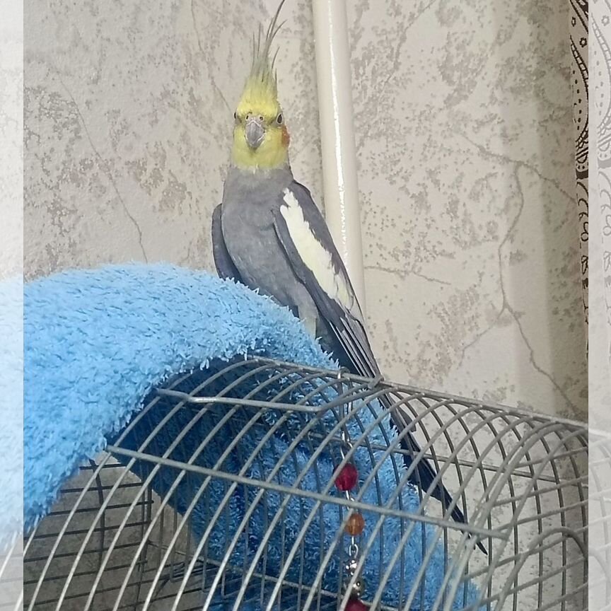 Попугай корелла с клеткой