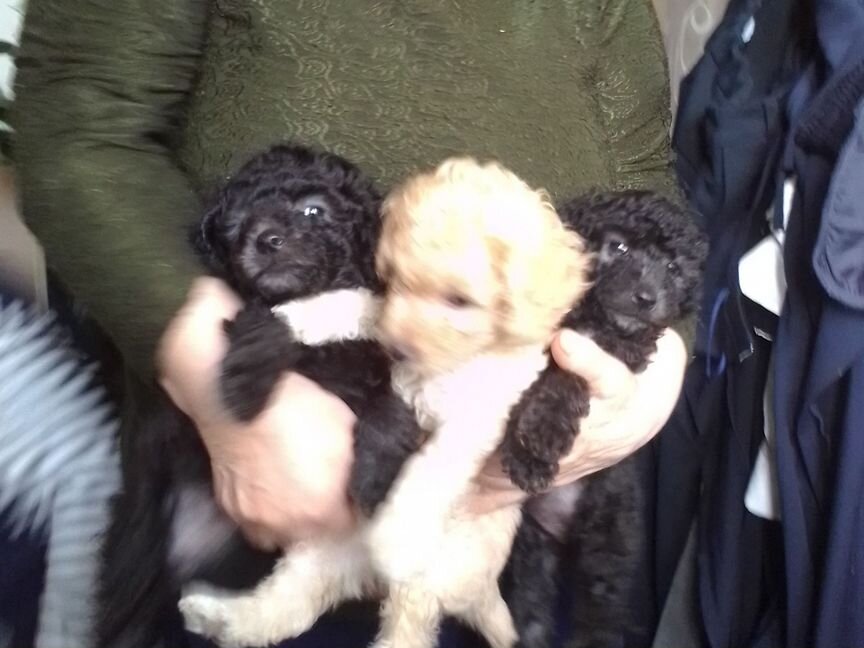 Щенки карликового пуделя