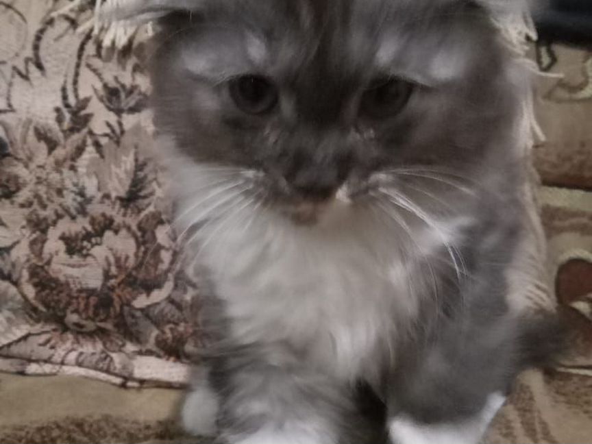 Котята веслоухие британцы