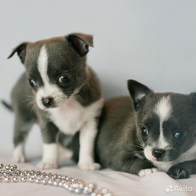 Голубые красавицы чихуахуа