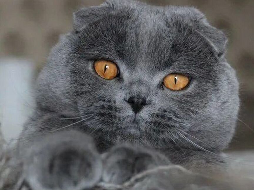 Котята вислоухие серебристая шиншилла