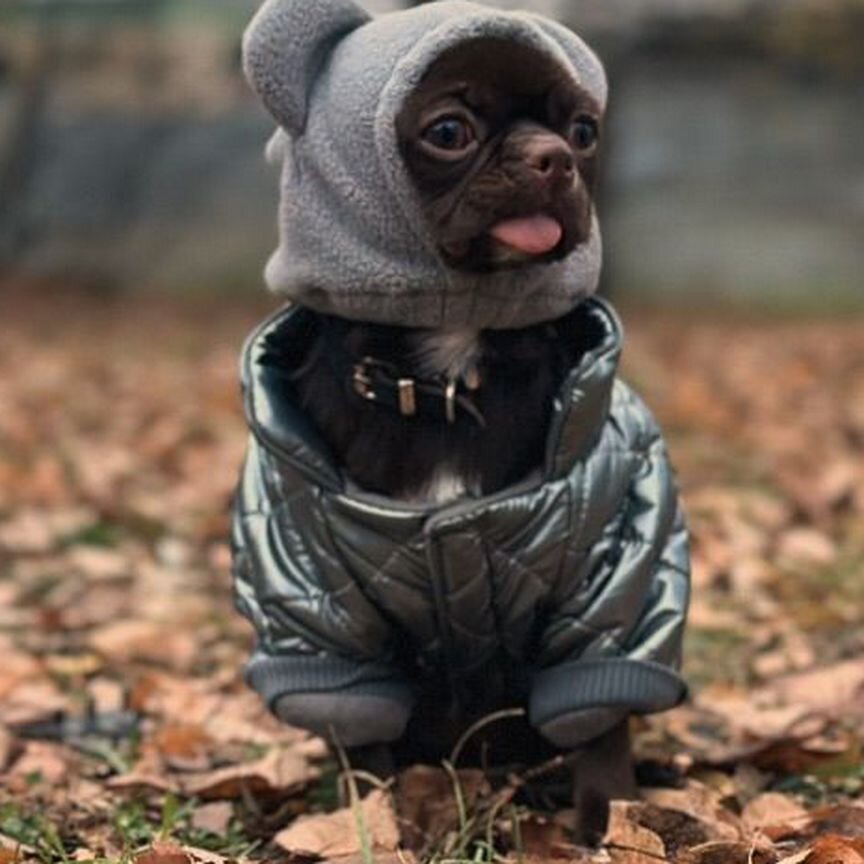 Ищем кобеля для вязки