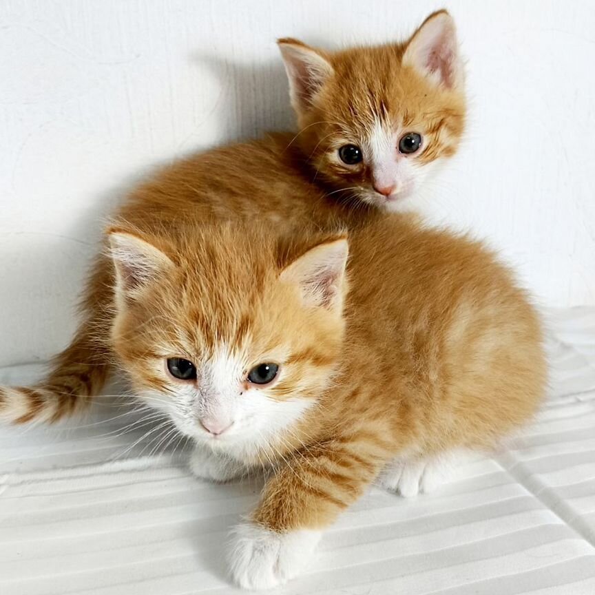 Котёнок от частного владельца