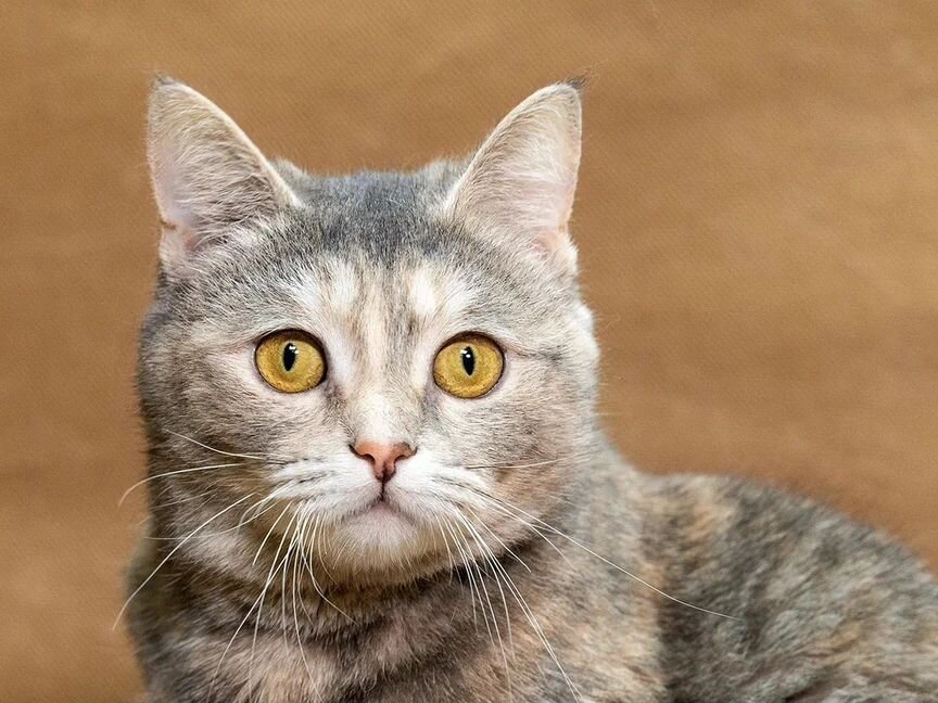 Кошка в дар