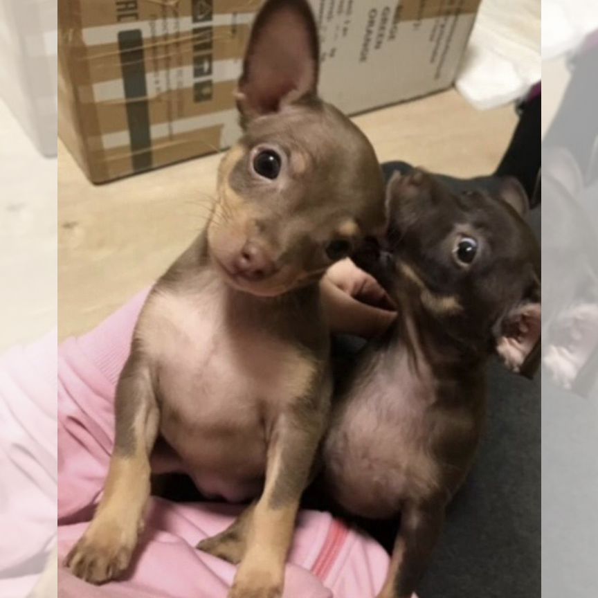 Русский той-терьер, щенок