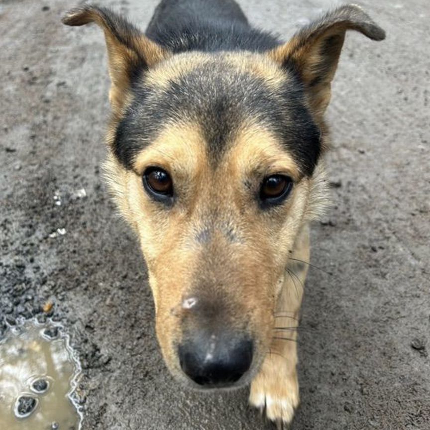 Собака дворняжка