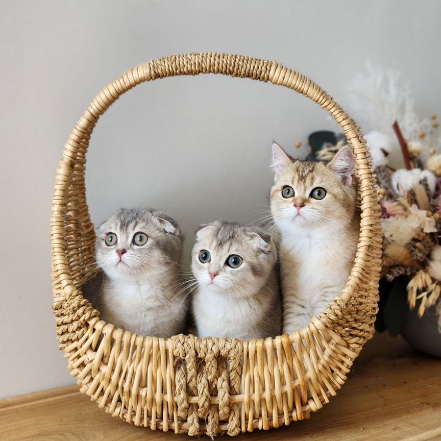 Породистые шотландские котята золотые шиншиллы