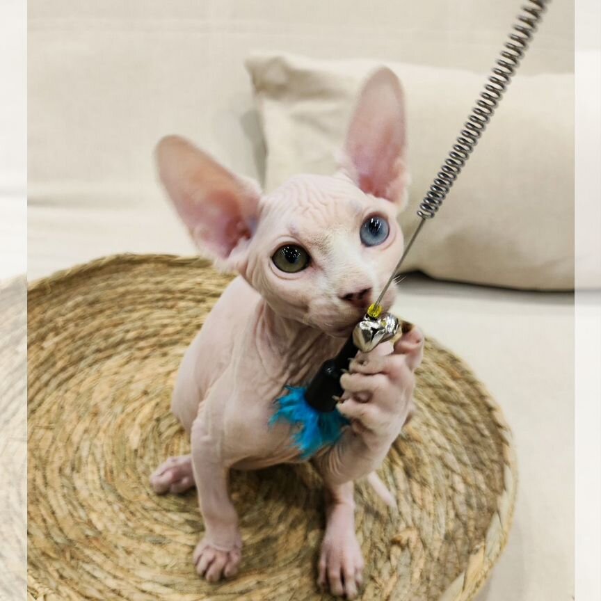 Канадский сфинкс котёнок