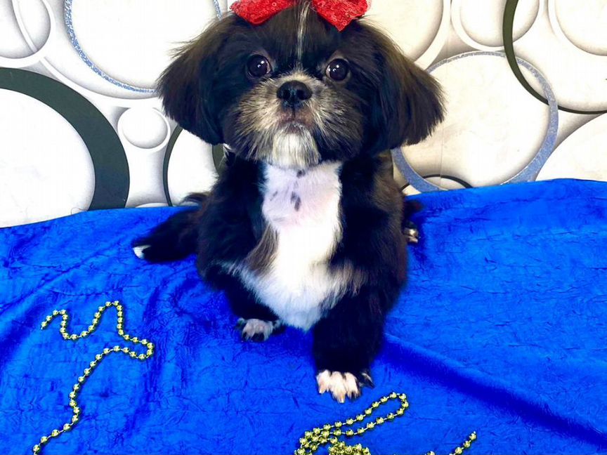 Ши-тцу миники и стандарты