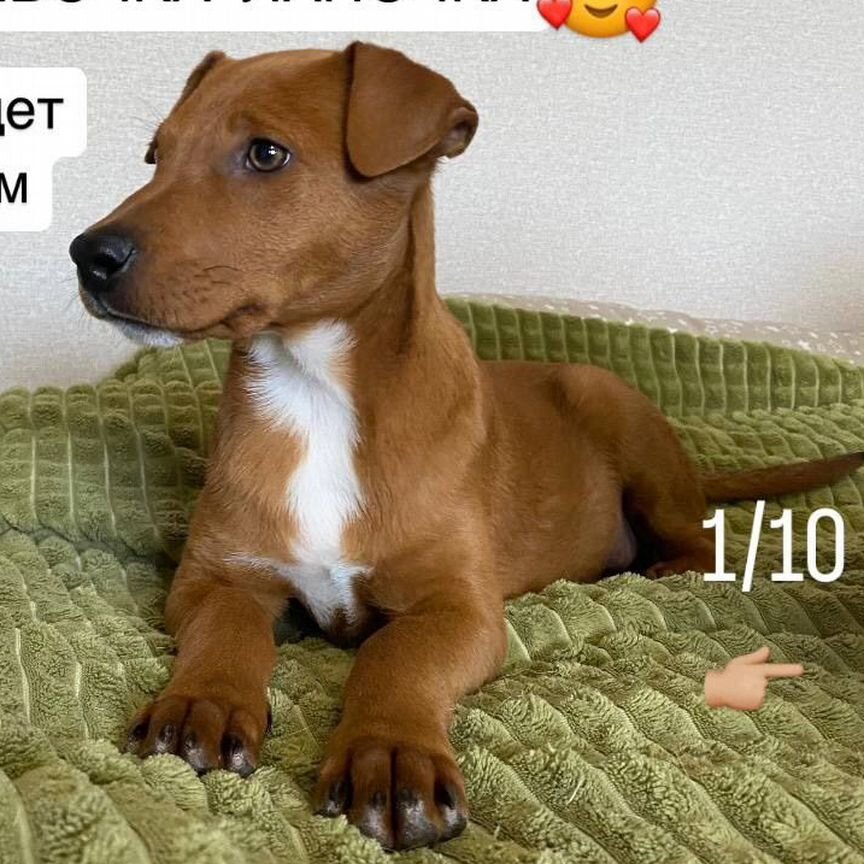 Щенок в добрые руки