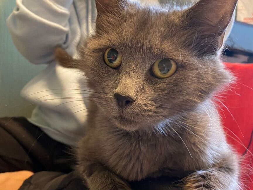 Уже не надеется