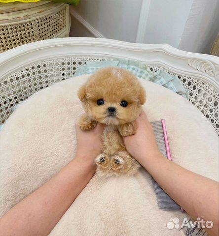 Мальтипу Микро из Кореи