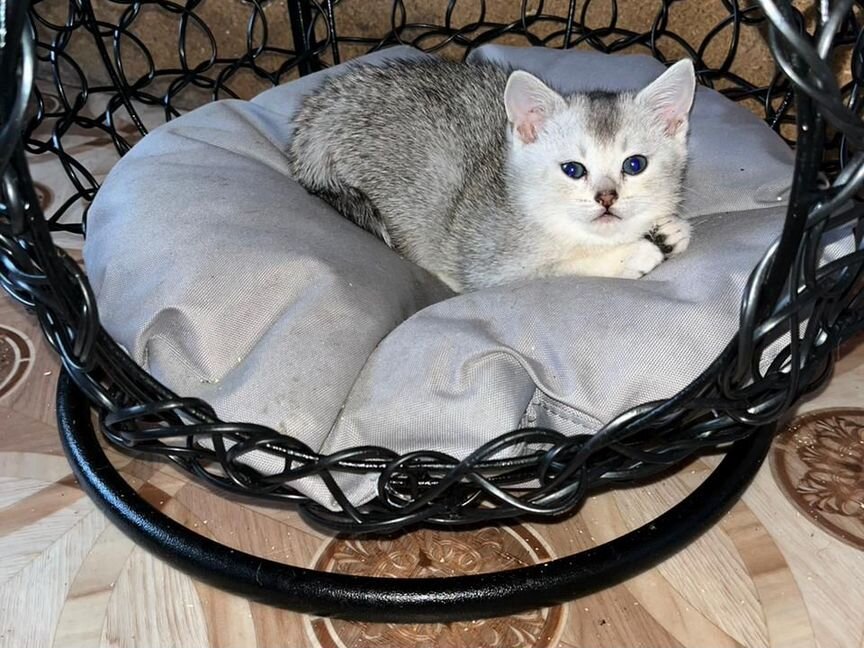 Серебристая шиншилла