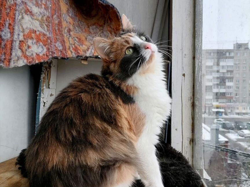 Кошка в дар бесплатно