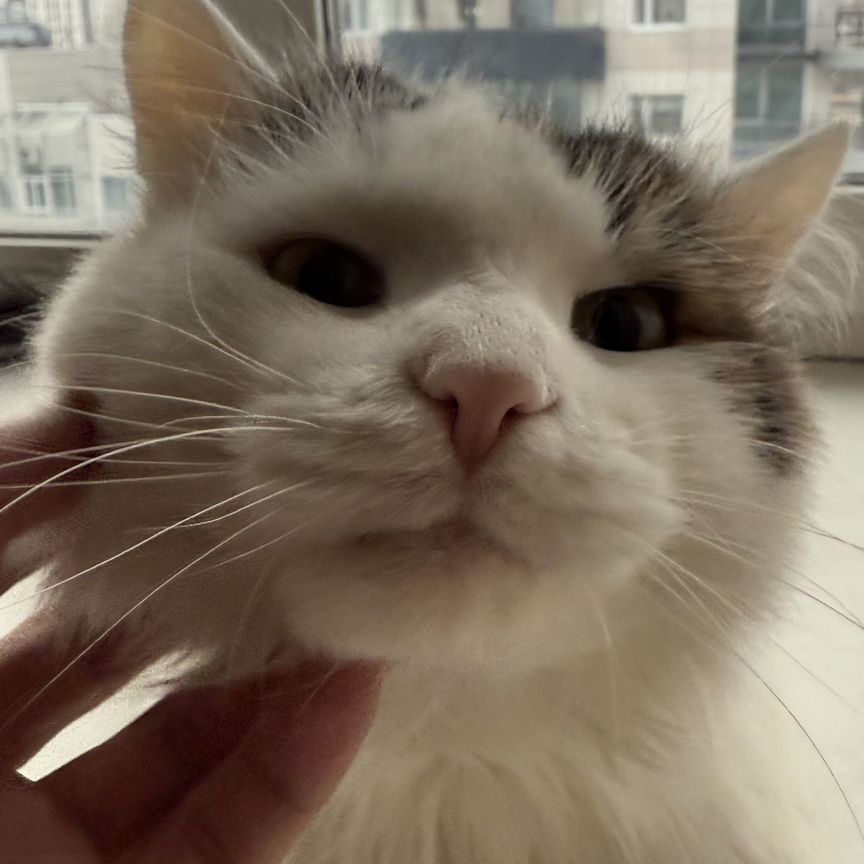 Турецкий ван котёнок