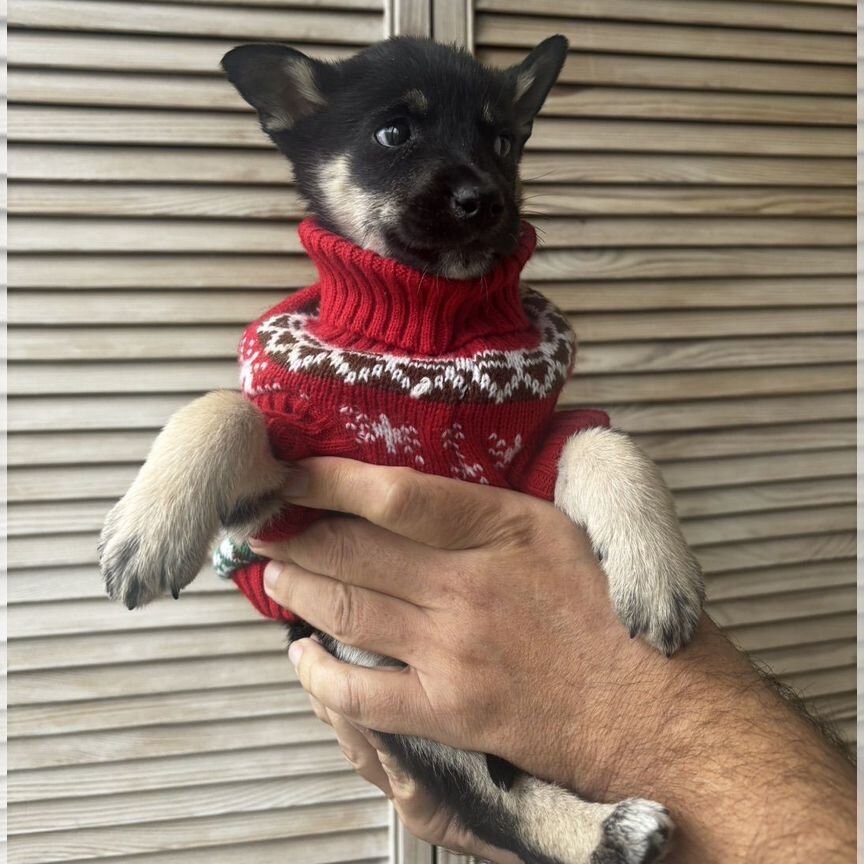 Щенок в добрые руки