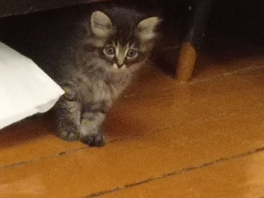 Котенок девочка в добрые руки
