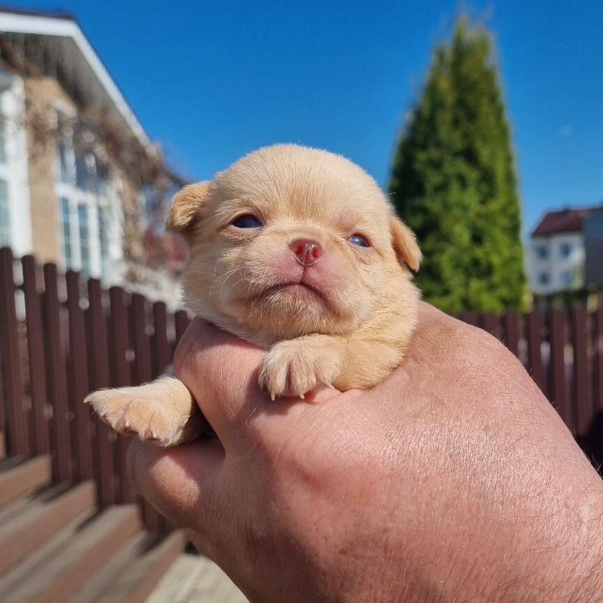Чихуахуа, щенок