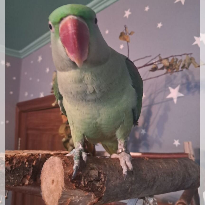 Ручной говорящий александрийский попугай