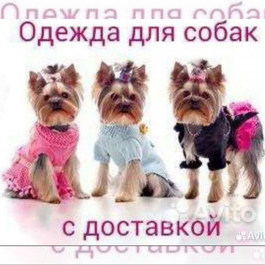 Одежда для собак и кошек с доставкой