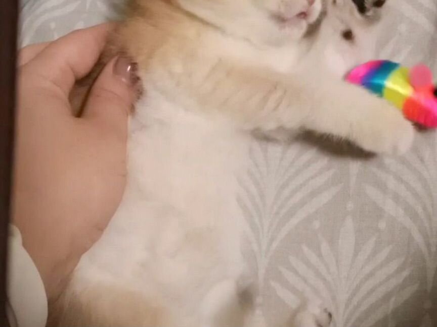 Котята Золотая Шиншилла