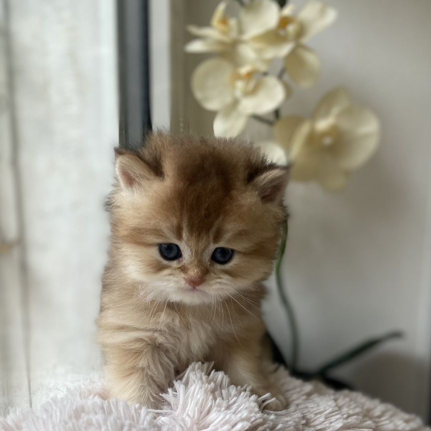 Британская кошечка Санталина