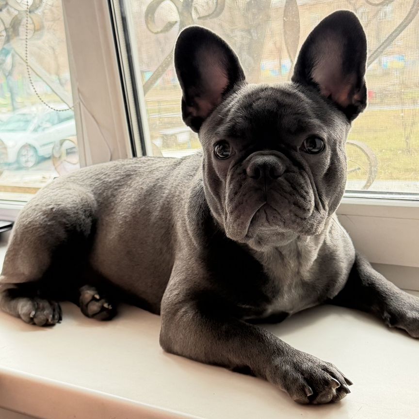 Французский бульдог, щенок