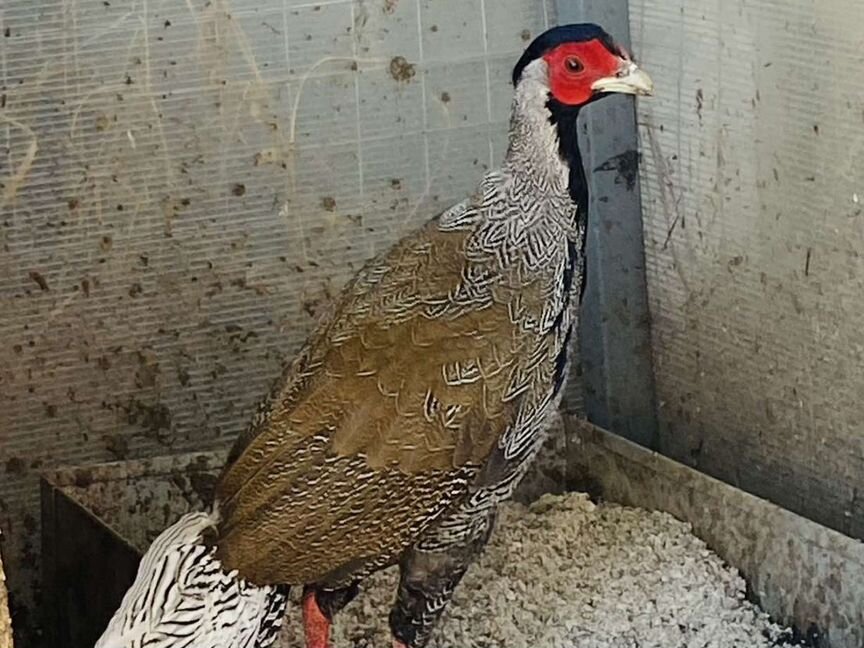 Фазан-серебряный