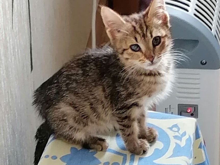 Котёнок в добрые руки