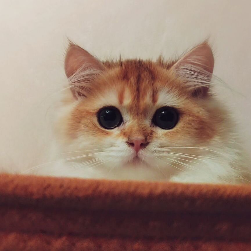 Британские котята
