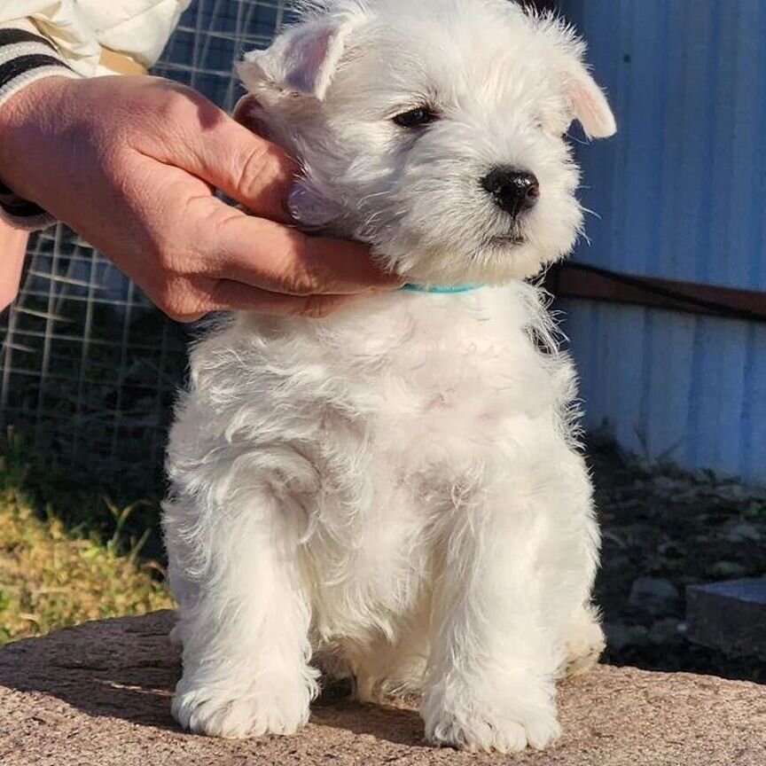 Вест-хайленд-уайт-терьер, щенок