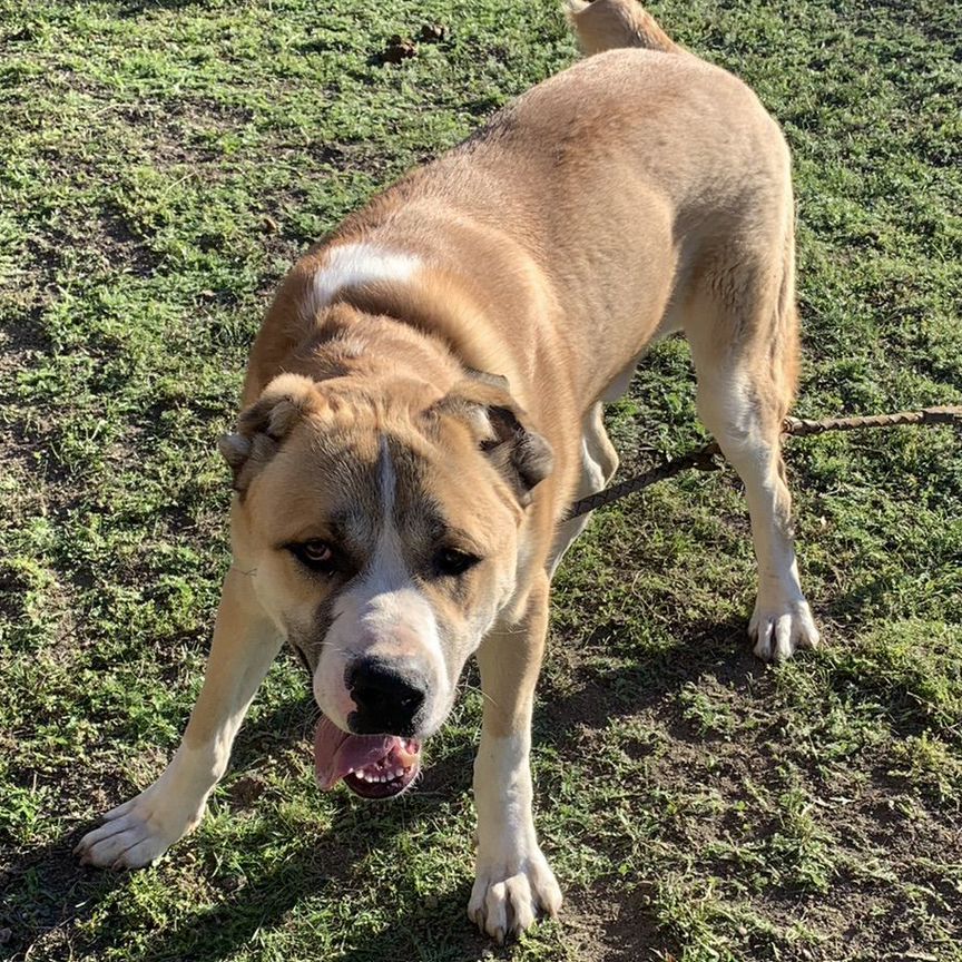 Собака алабай