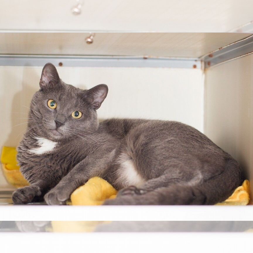 Взрослый кот в добрые руки