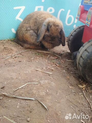 Кролик минилоп