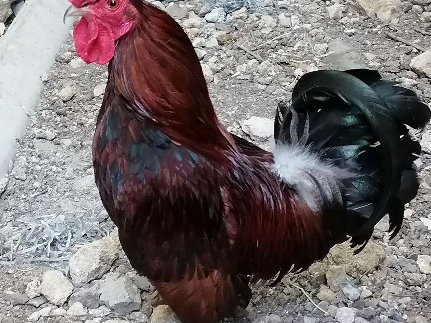 Карликовый петушок