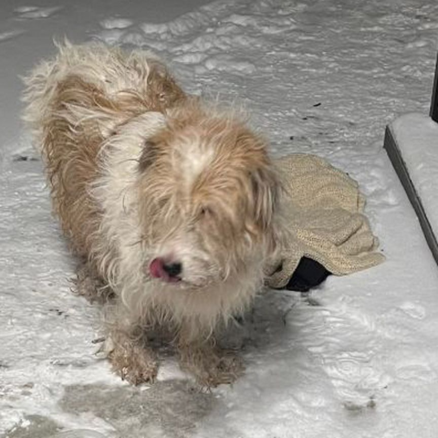 Мальтийская болонка, взрослый пёс