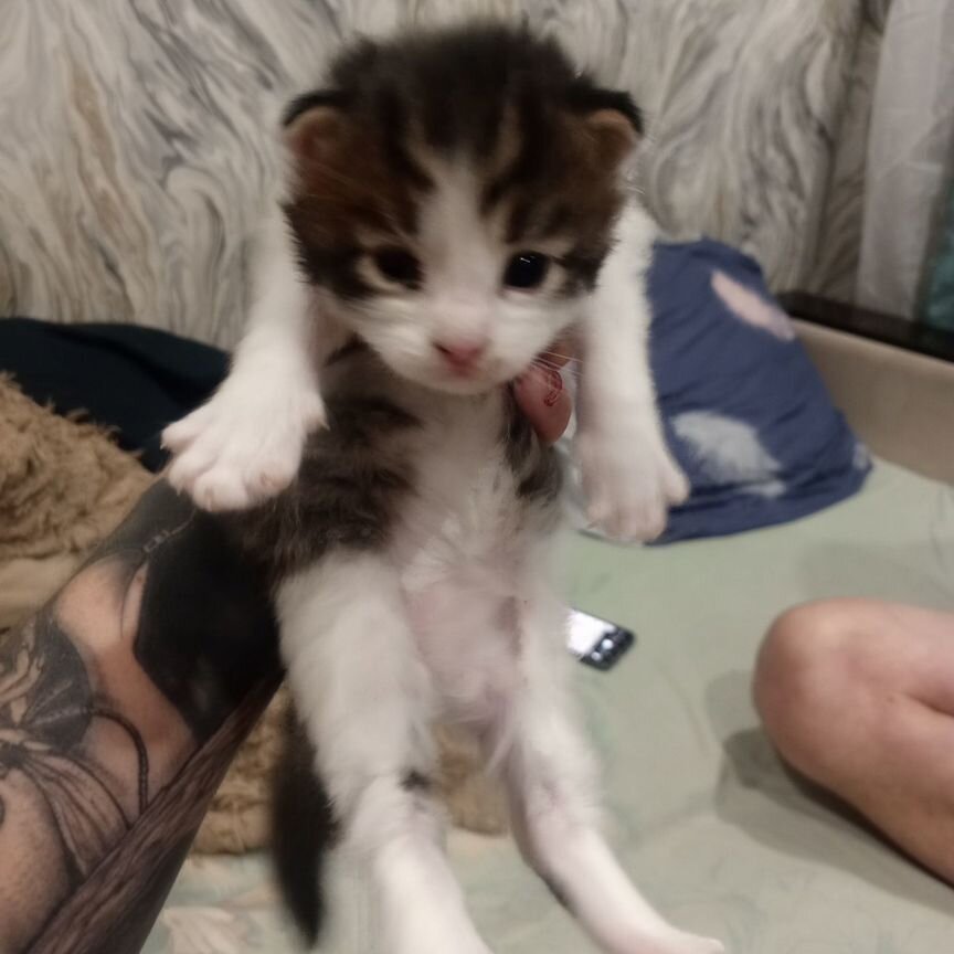 Мейн-кун котёнок