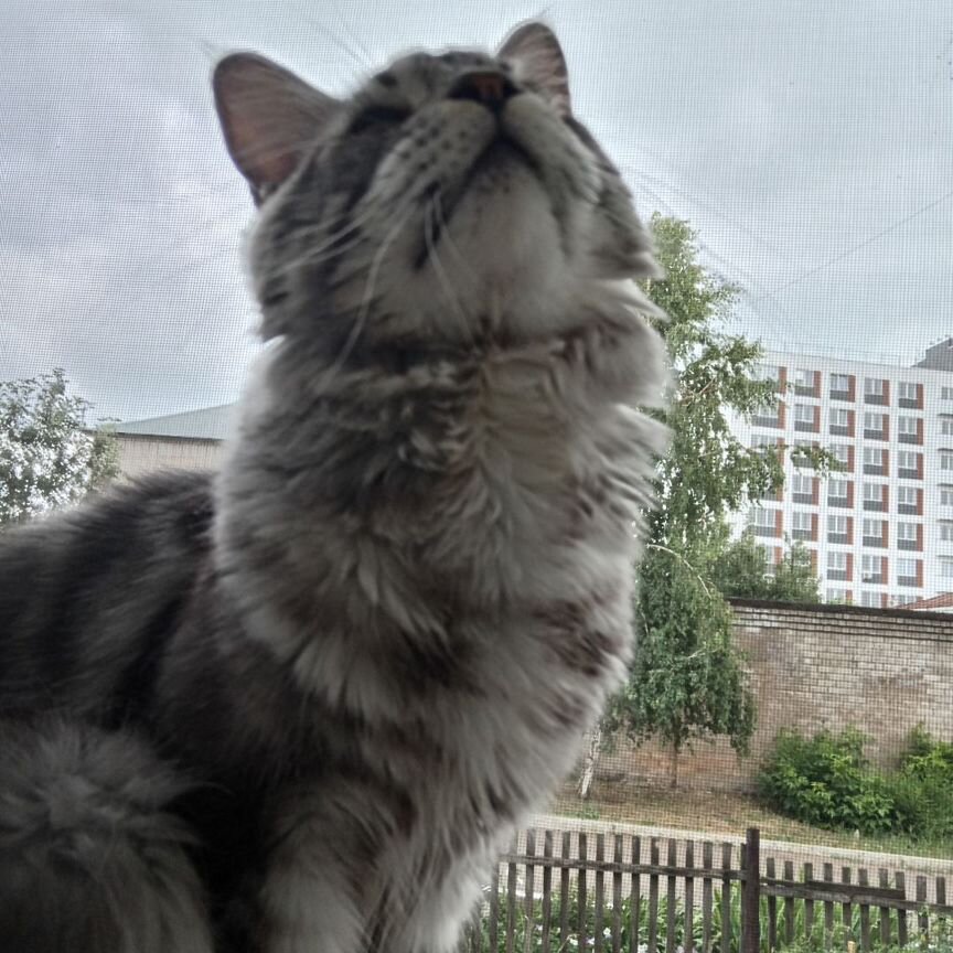 Мейн-кун в разведение