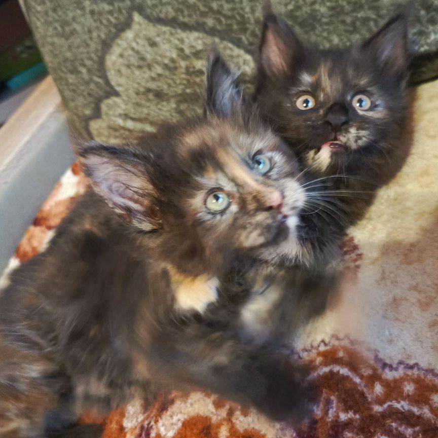 Мейн-кун котёнок