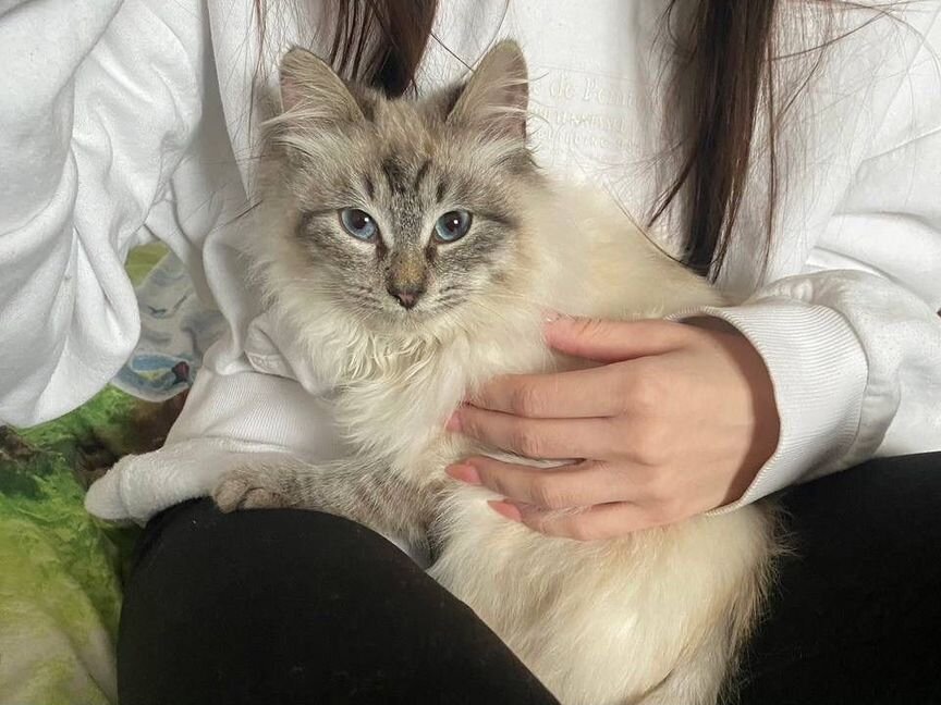 Невский маскарадный кот