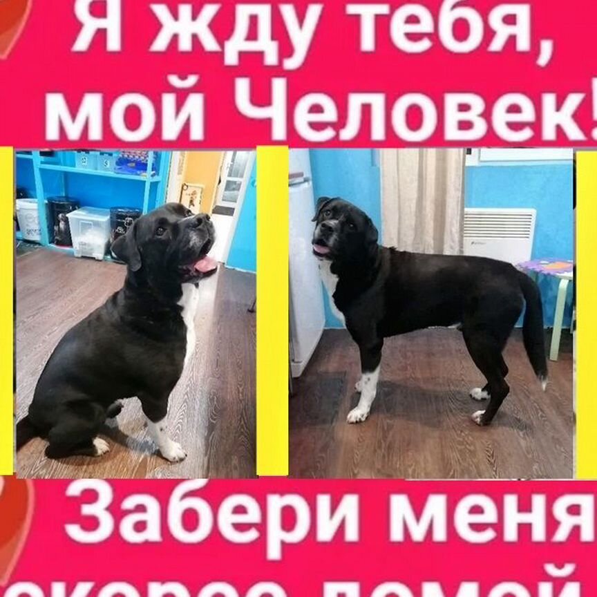 Кане-корсо, взрослый пёс