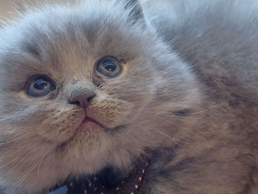 Шотландские вислоухие и прямоухие котята
