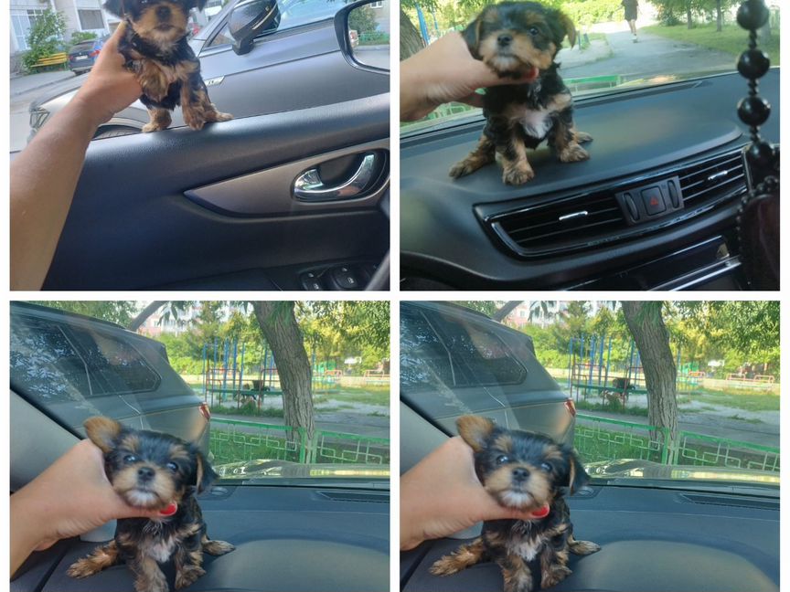 Девочка Йоркширский терьер доставка из Челябинска