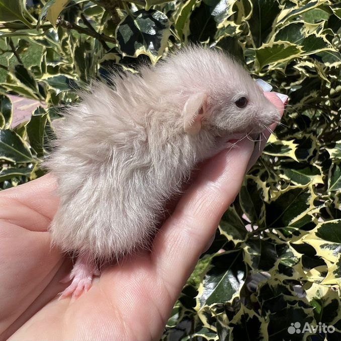 Крысята фавн, лонгхейр, стандарт, рекс